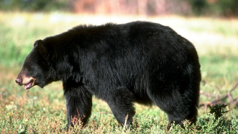 500-Pound Bear 'Hank the Tank' Breaks Into Dozens of California Homes