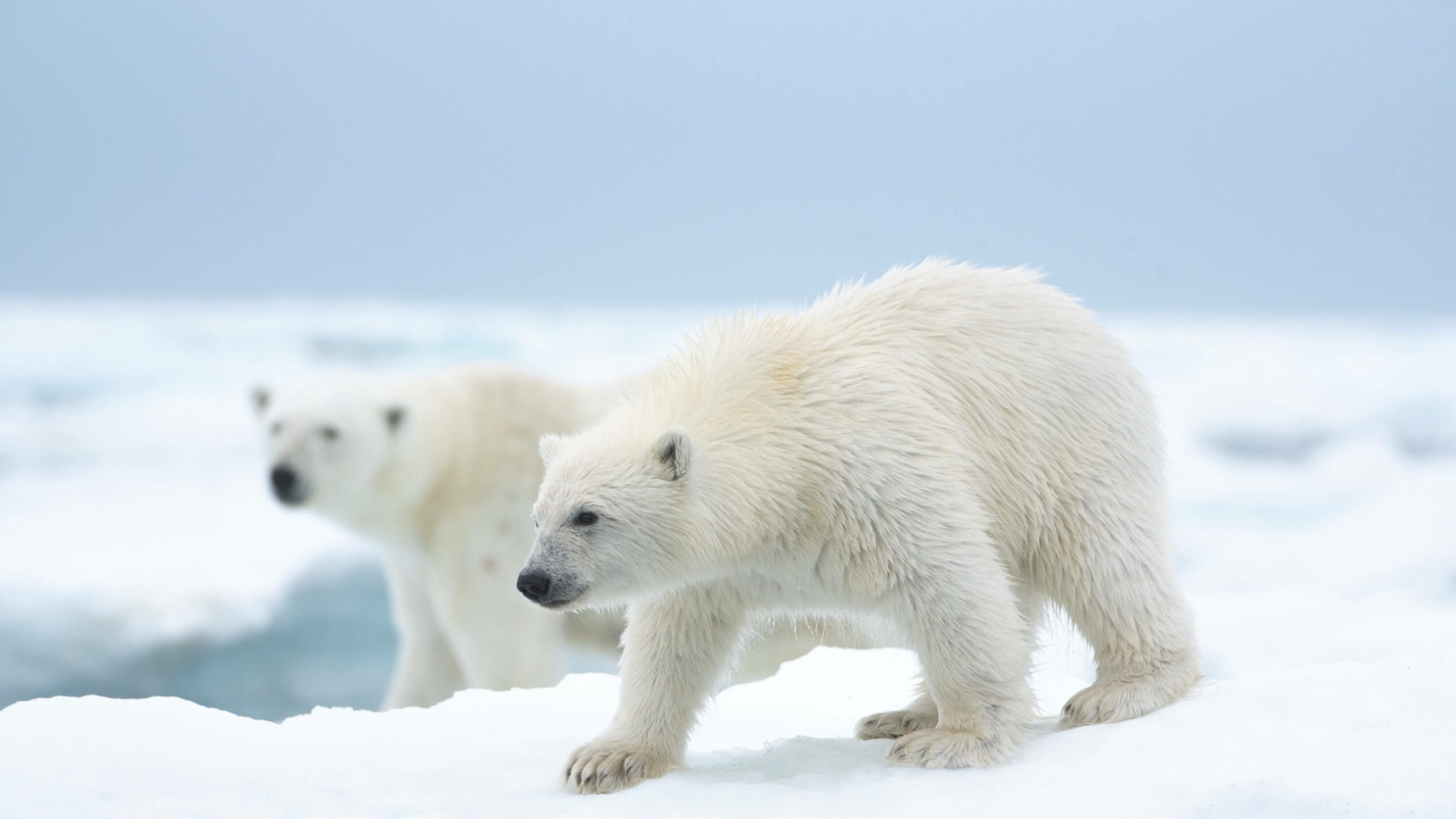 Disneynature Reveals New Conservancy Effort Ahead of ‘Polar Bear’ Debut