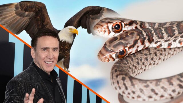 Nicolas Cage Got A Two-Headed Snake After Dreams About Eagles