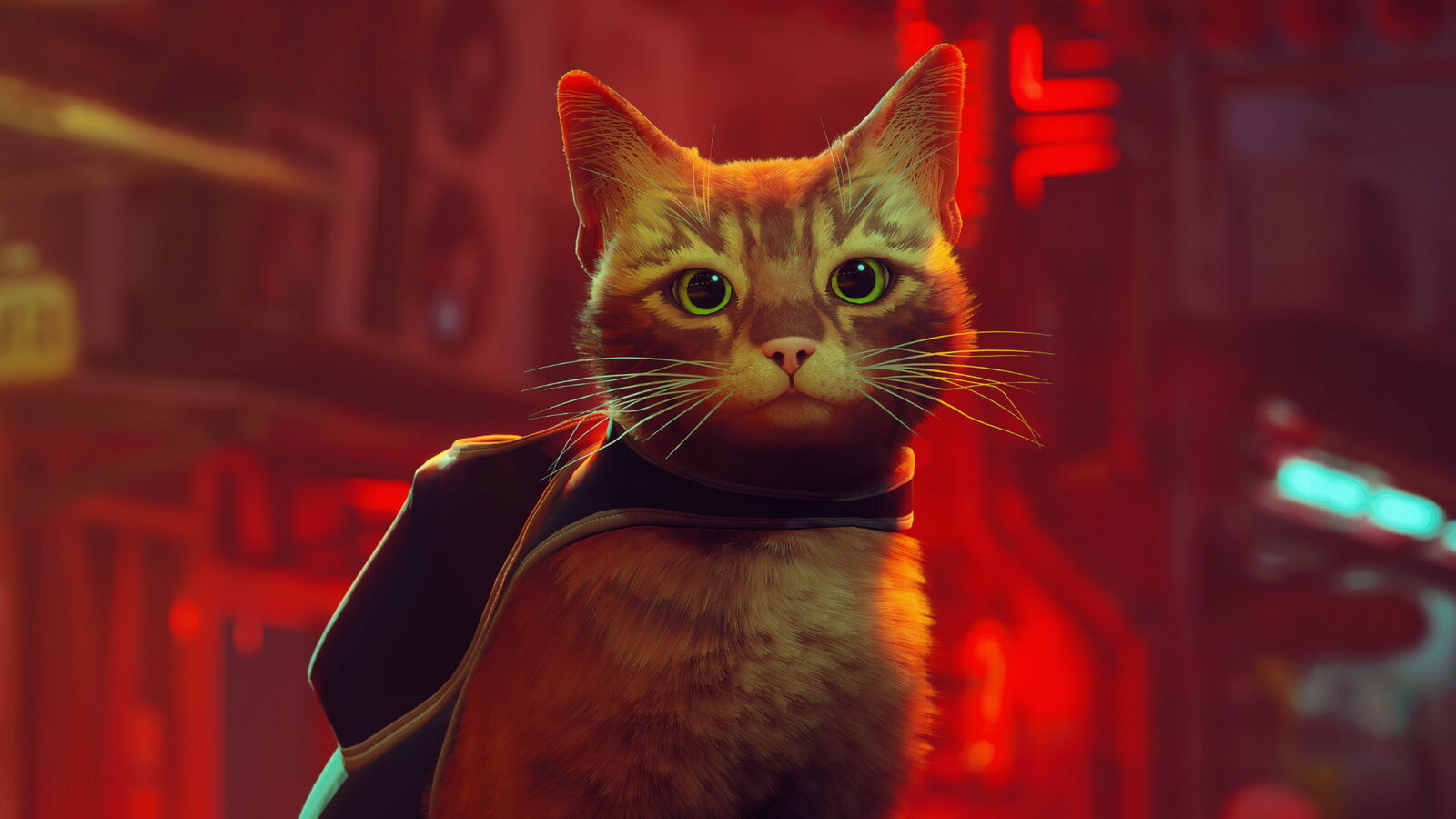 The Internet Is In Love With Stray The Game Where You Play As A Cat The Internet Is In Love With Stray The Game Where You Play As A Cat