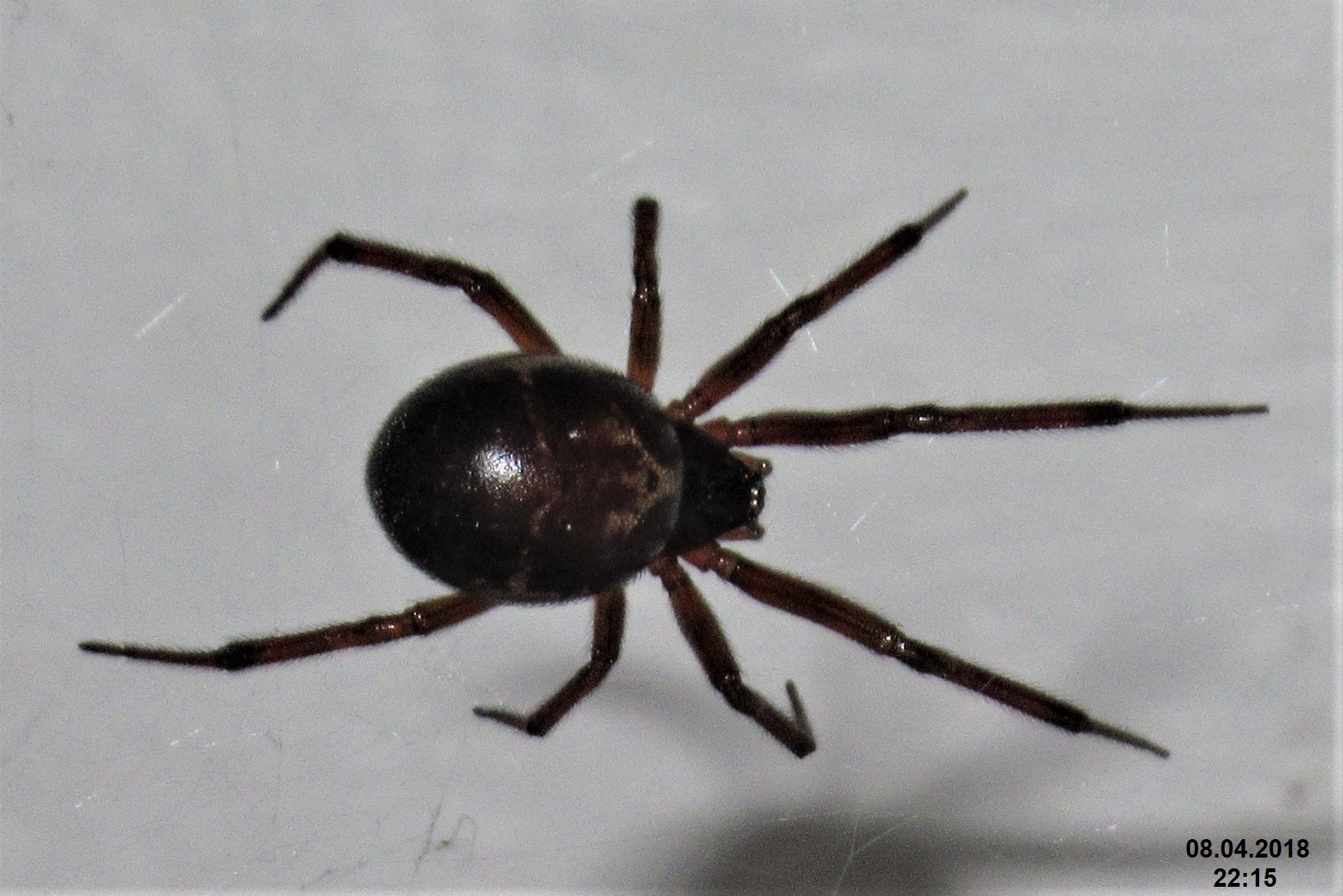 What Kind of Spider Bit Peter Parker, and Where Can It Be Found?