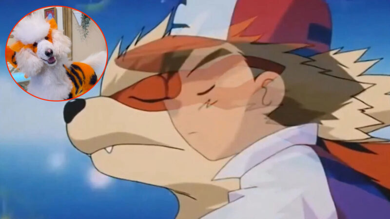 TikTok User Transforms Their Dog Into A Real-Life Pokémon: Arcanine