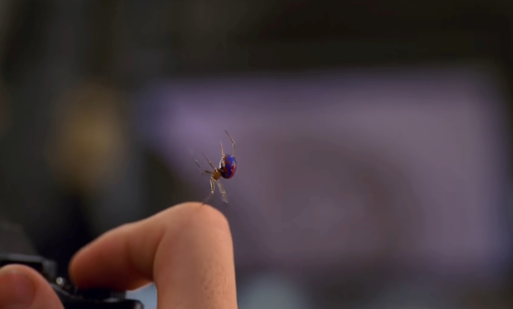 What Kind of Spider Bit Peter Parker, and Where Can It Be Found?