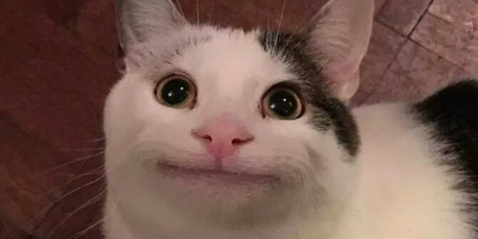 Who Is Ollie the Polite Cat and Is He Photoshopped?