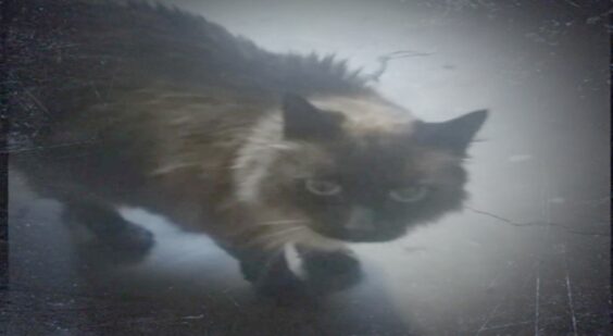 5 Episodes of Lifetime's 'Phrogging: Hider In My House' That Hit Too ...