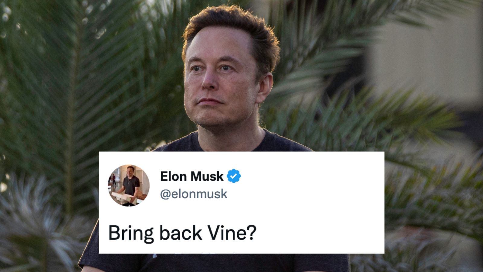 Twitter’s CEO Elon Musk Wants To Know if Vine Should Return to the Internet
