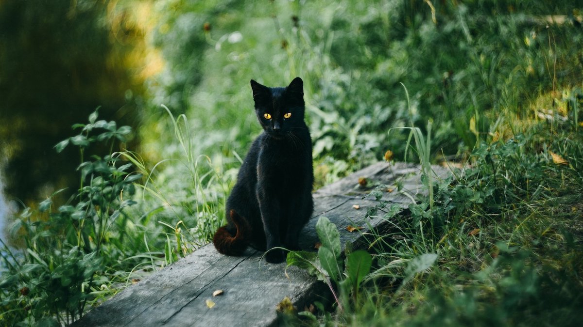 Happy National Black Cat Day, Check Out These 6 Insane Black Cat ...