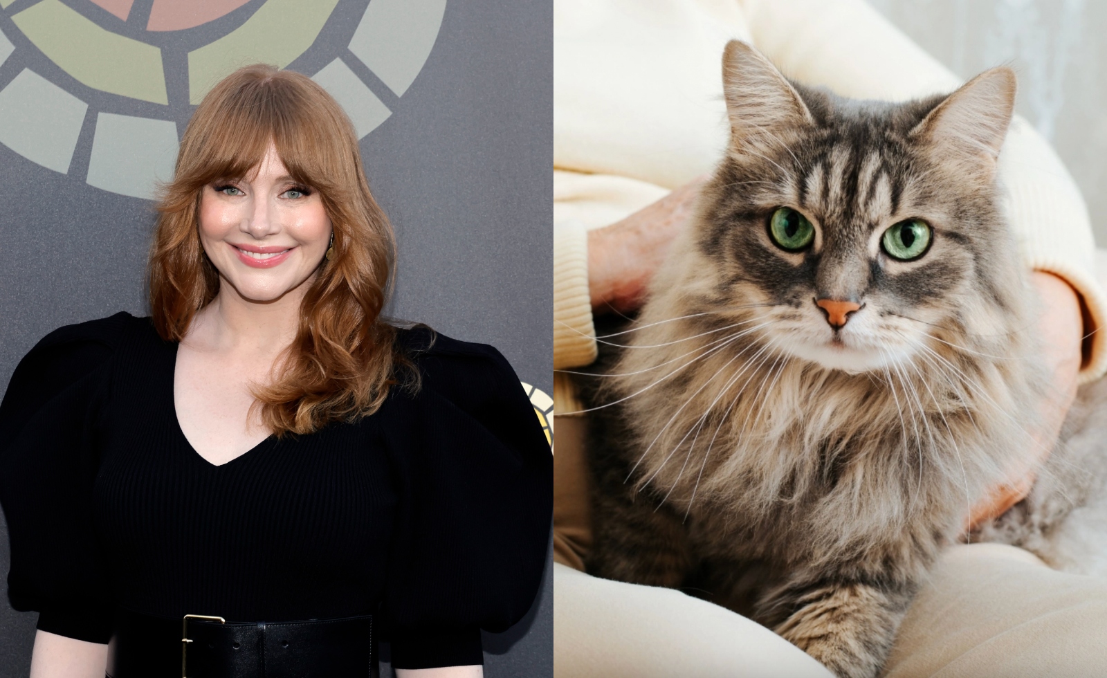 Bryce Dallas Howard Might Tame Dinosaurs in ‘Jurassic World,’ but Her ...