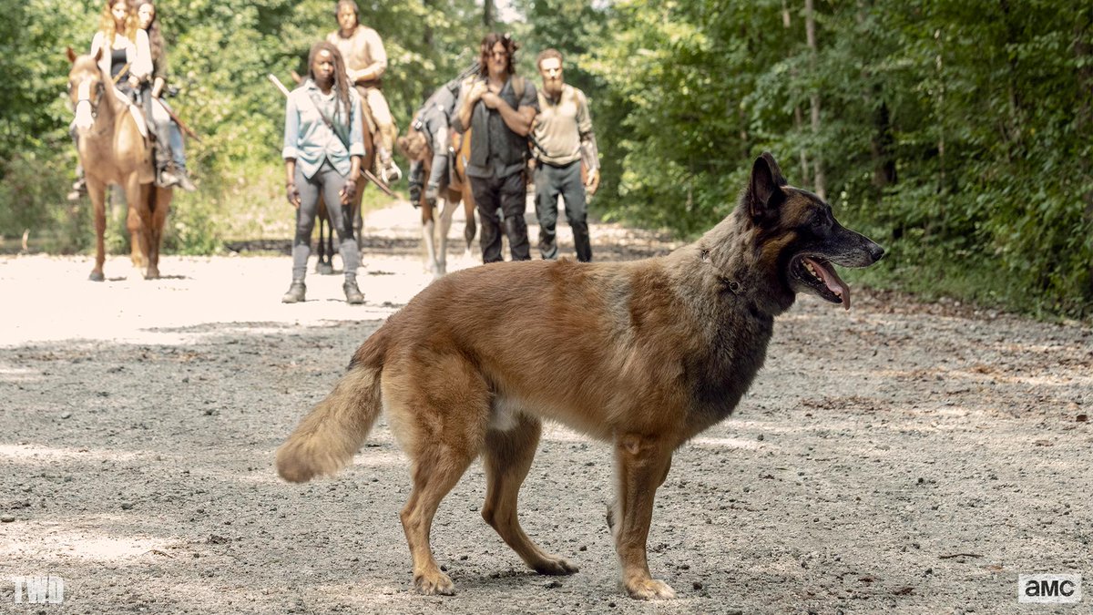 What Happened to Dog in ‘The Walking Dead?'