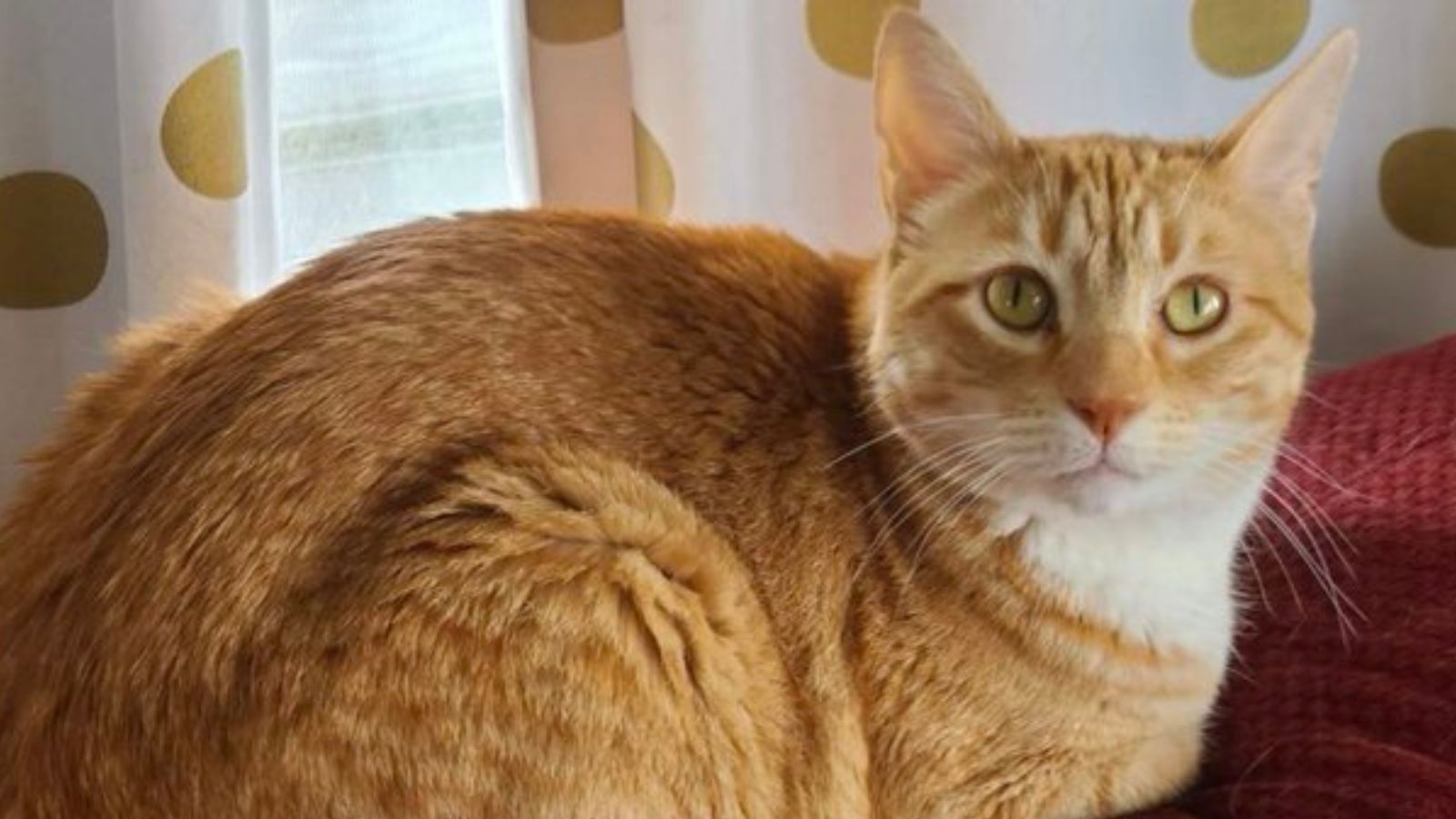 Feline Viral Star Jorts the Cat Stokes Flames Again Over Ableist Comments