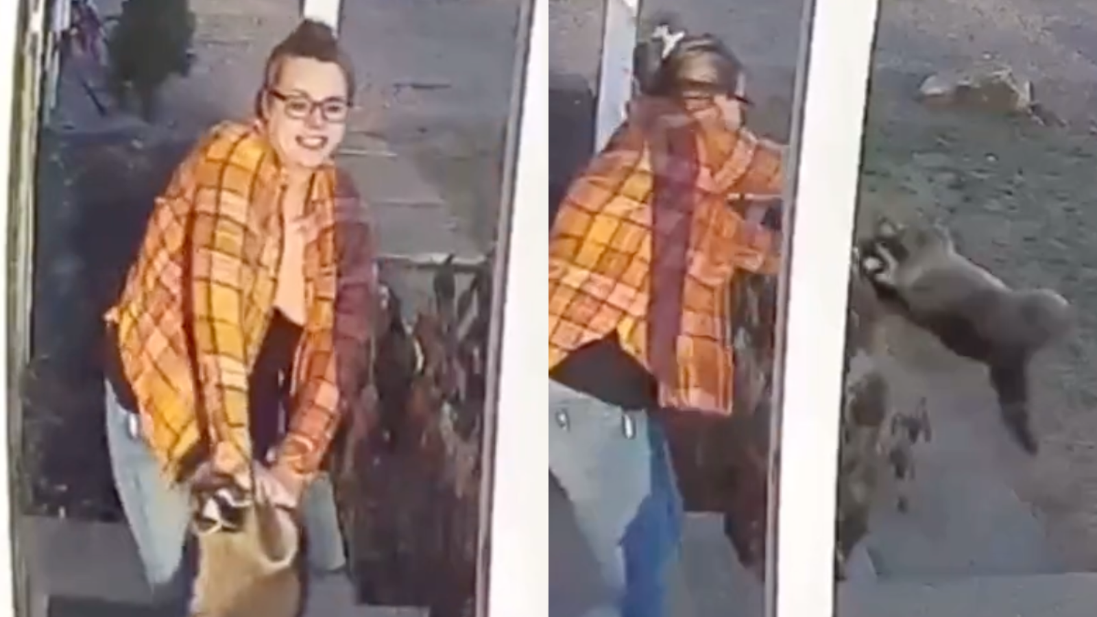 Ashford Connecticut Raccoon Attack at Pam Calhoun blog