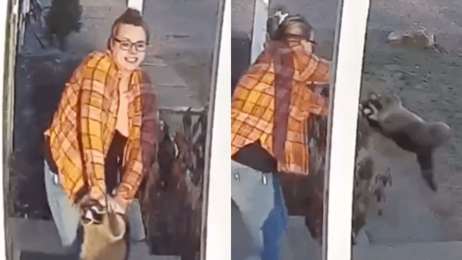 Raccoon Attack on Connecticut Family Goes Viral, And the Memes are Rabid