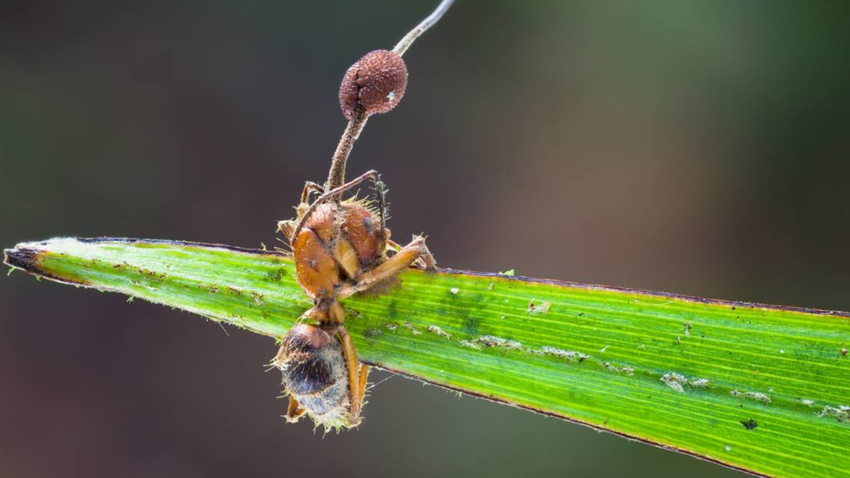 What’s the Difference Between the TV and Video Game Cordyceps Infection ...