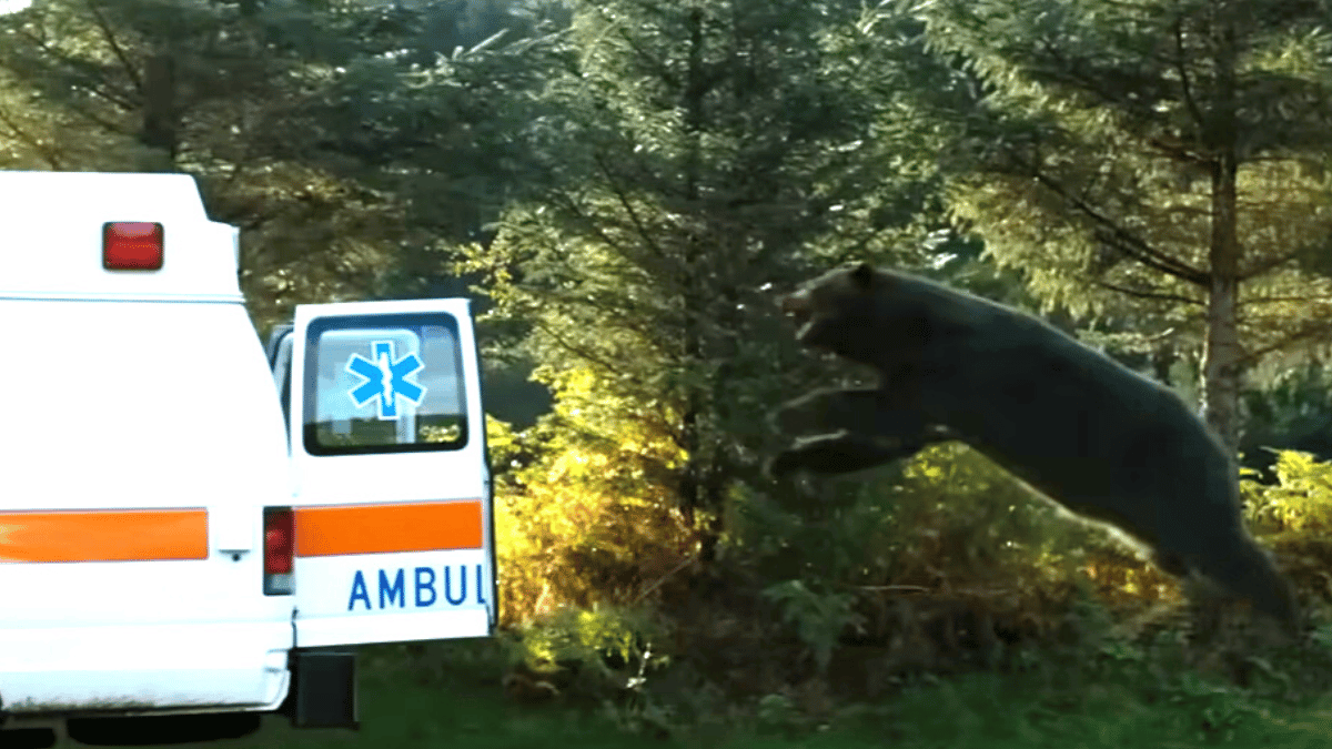 ‘Cocaine Bear’ Team Hired VFX Royalty to Ensure the Bear Was Believable