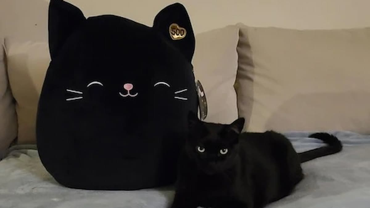 Squishmallow Jack The Black Cat