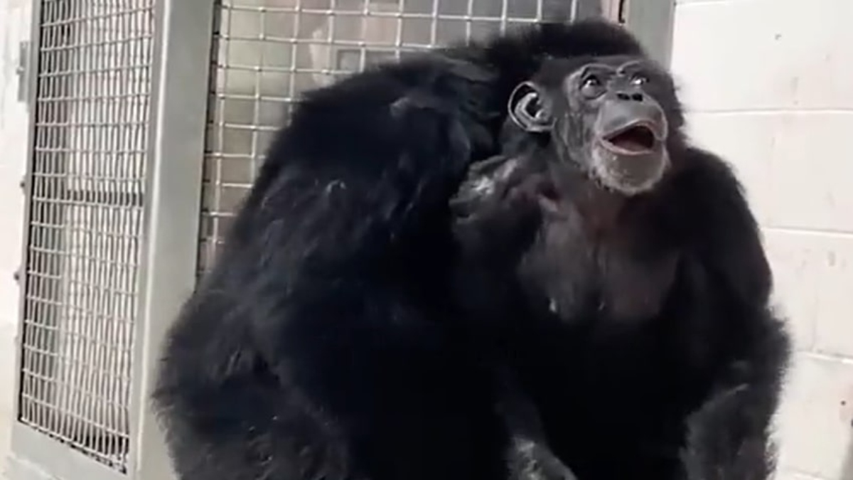 Who Is Vanilla the Chimp? All About the 28-Year-Old Rescue Who Finally ...