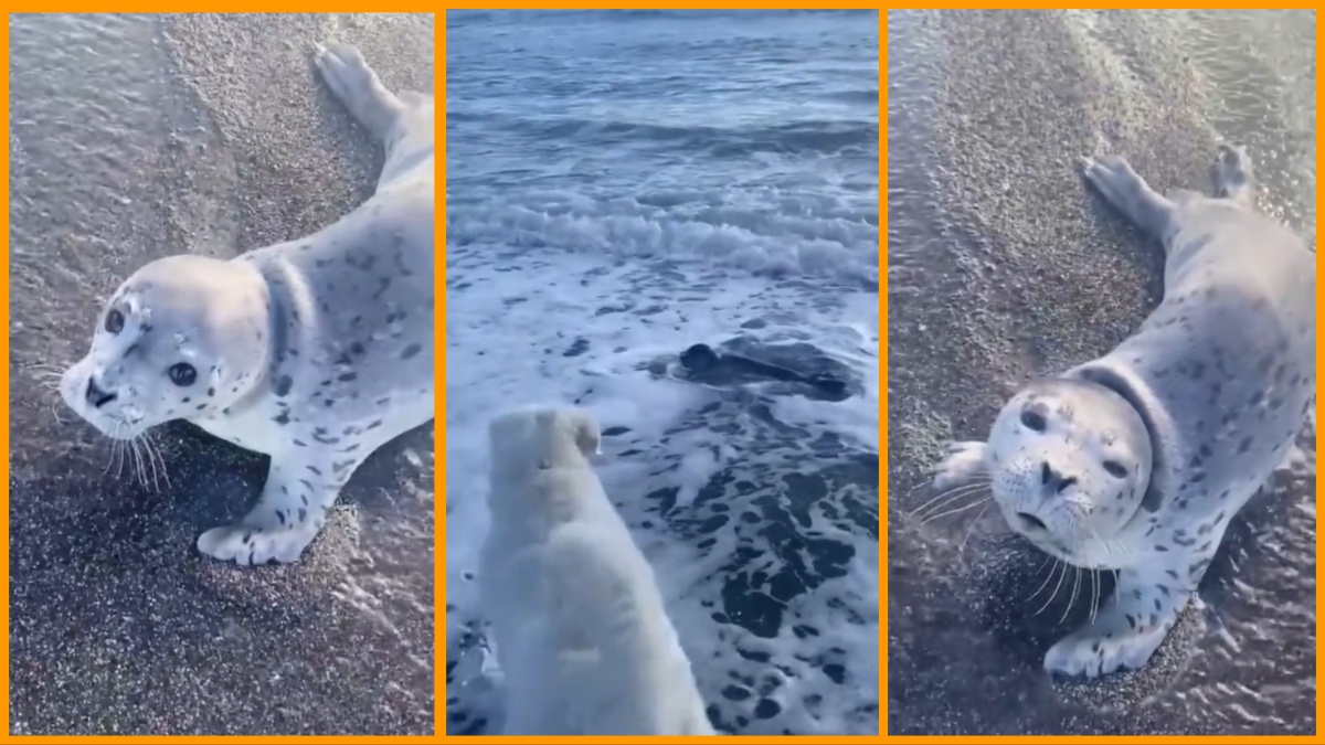 ‘Ma’am, I Think the Seal Needs To Help You’: Woman Freaks Out After ...