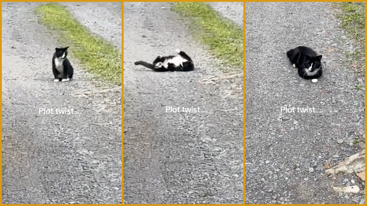 ‘Who Did I Bury?’: Woman’s Cat Returning From the Dead Turns Afternoon ...