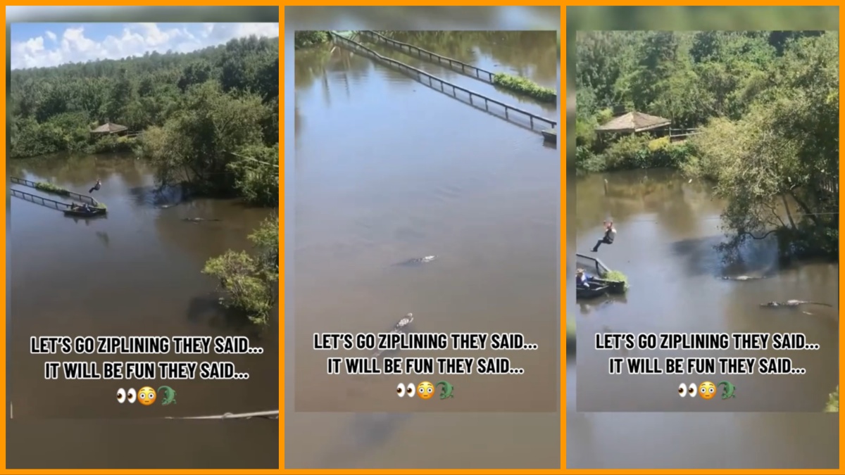 ‘Do People Not Know Gators Jump?’: Zip-Lining Adventurer Ends Up Suspended Over Alligator ...