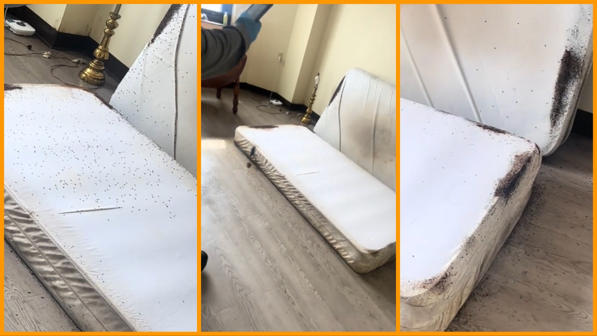 ‘Those Bugs Better Be Paying the Rent’: Shudder-Inducing Video Exposes ...