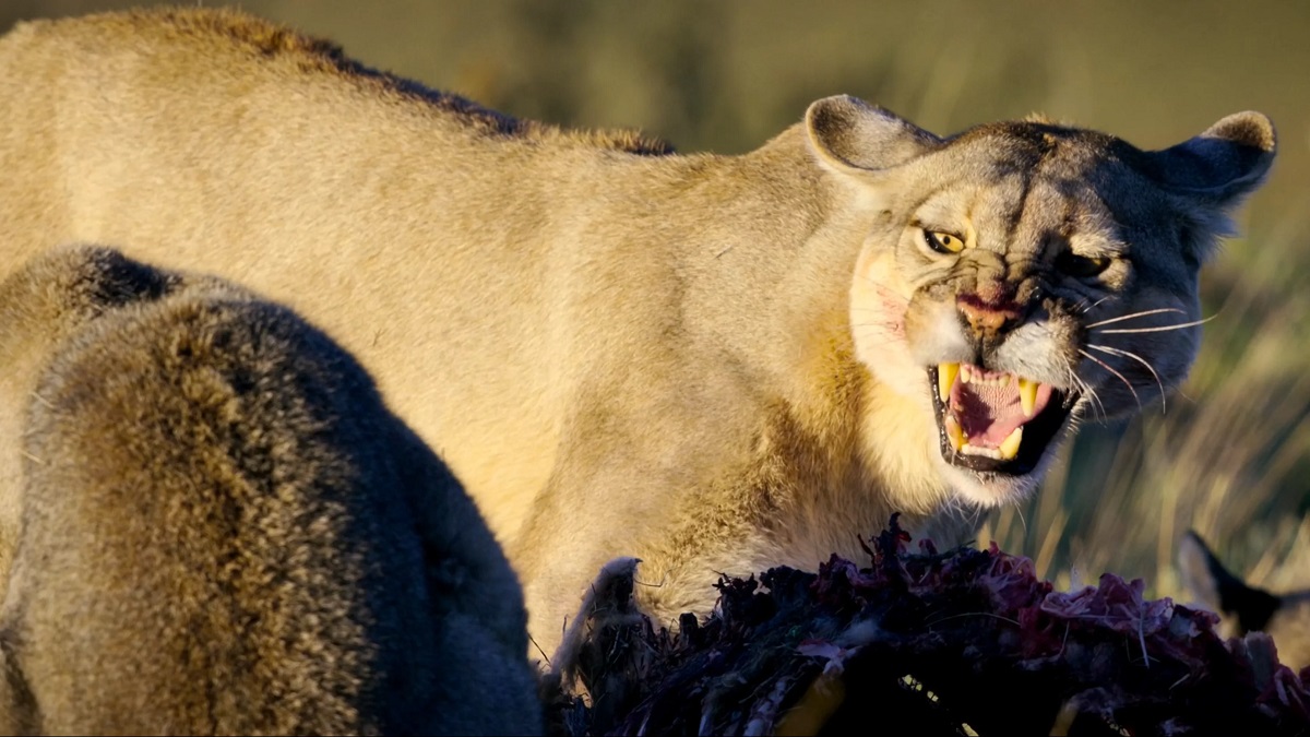 Tom Hardy Helps Netflix's Feral Original Debut as Its Biggest New Show