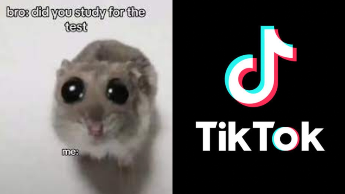 The TikTok Sad Hamster Meme, Explained