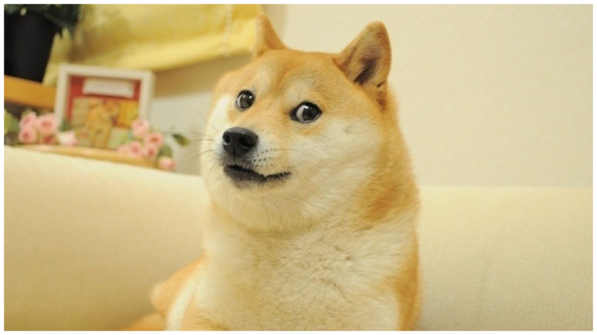 The Best Doge Memes, Ranked