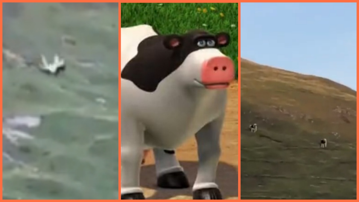 ‘The Walk of Shame It Had To Do Back up the Hill’: Cow Embraces New ...