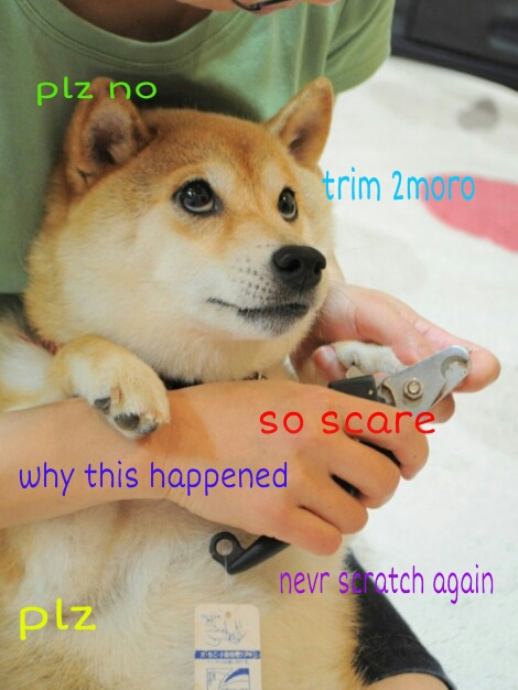 The Best Doge Memes, Ranked