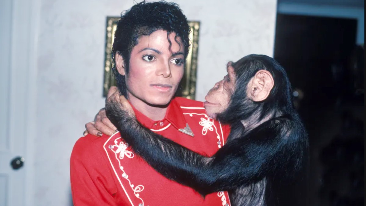 What Happened to Bubbles, The Chimpanzee Who Inherited $2M From Michael ...
