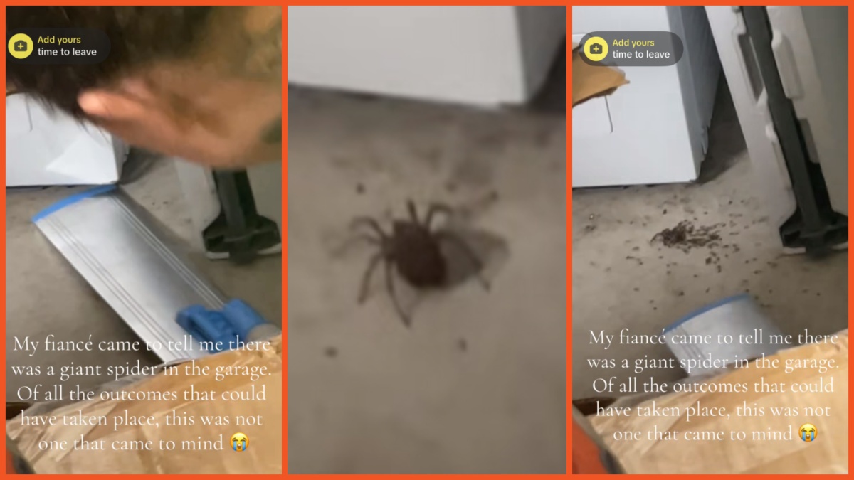 ‘This Would Send Me to the Grave’: Woman Freaks Out and Kills Giant ...