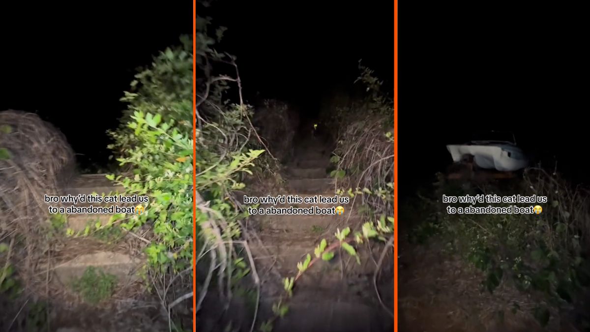 'Bro Said I Know A Spot': Cat Leads Owner On A Creepy Side Quest To An ...