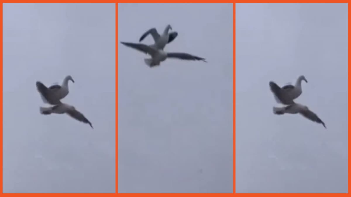 ‘When Your Wings Don’t Work Like They Used To’: Swoonworthy Seagull ...