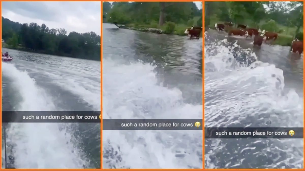 ‘Not the Moo Moos’: Tubing Trip Takes Abrupt Turn When Unexpected Cow ...