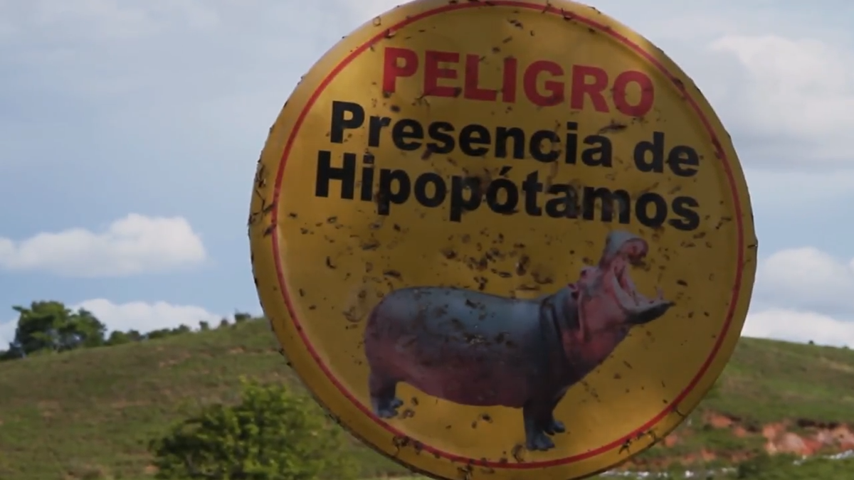 What's The Story Behind Pablo Escobar's Cocaine Hippos?