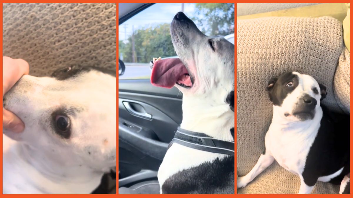 ‘I Would Have Panicked So Bad’: Pup Gives Herself a Terrifying ...