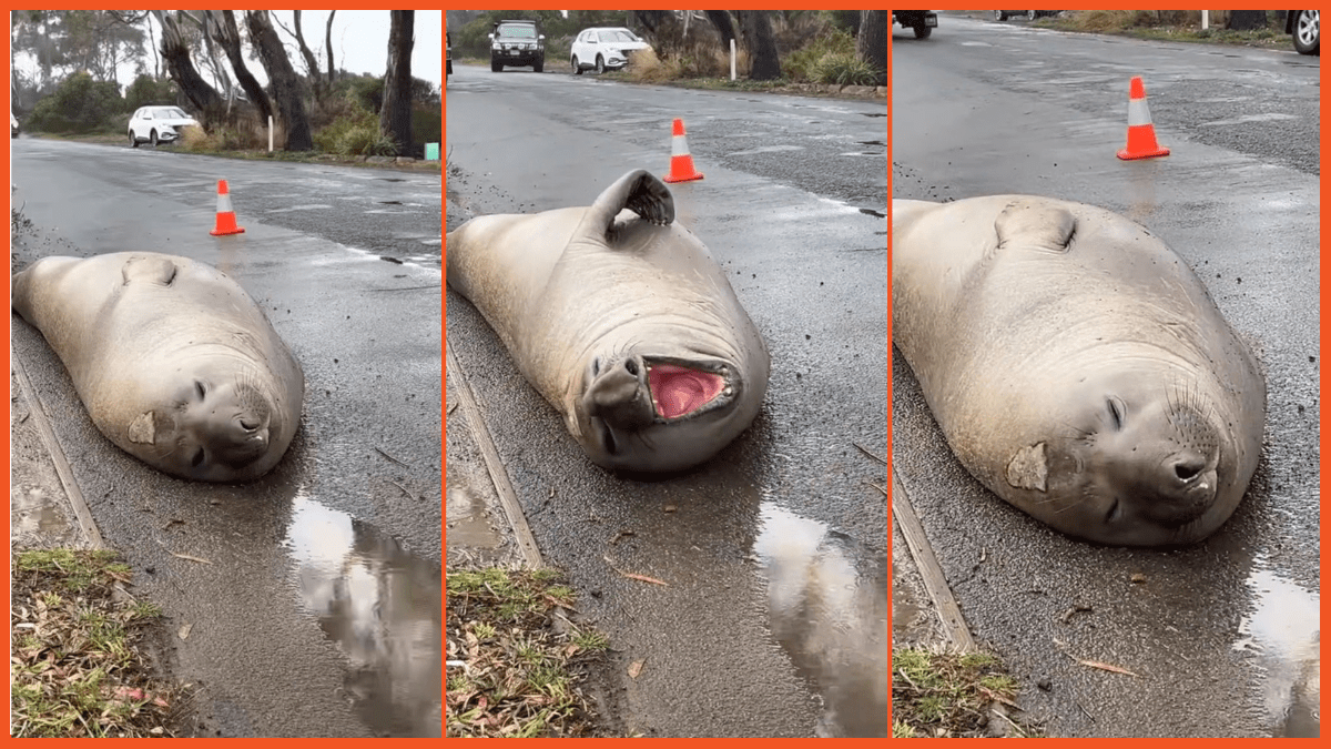 ‘I Love Him for Being an Absolute Menace’: Neil the Seal Escapes From ...