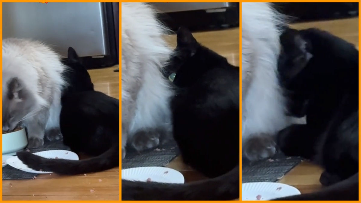 ‘He Was So Lonely’: Shelter Cat Instantly Bonding With His Fluffy ...