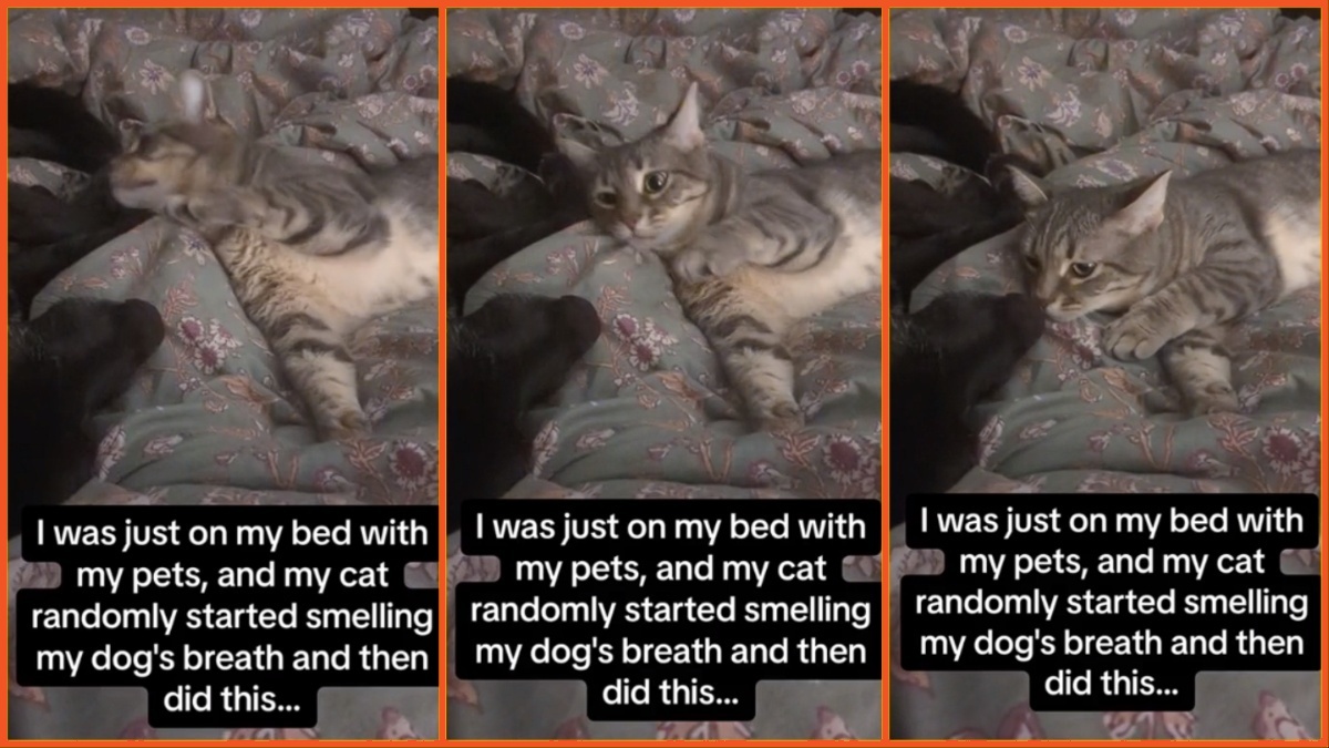 ‘The Eye Twitch’: Curious Cat Decides to Inspect Dog Brother’s Breath ...
