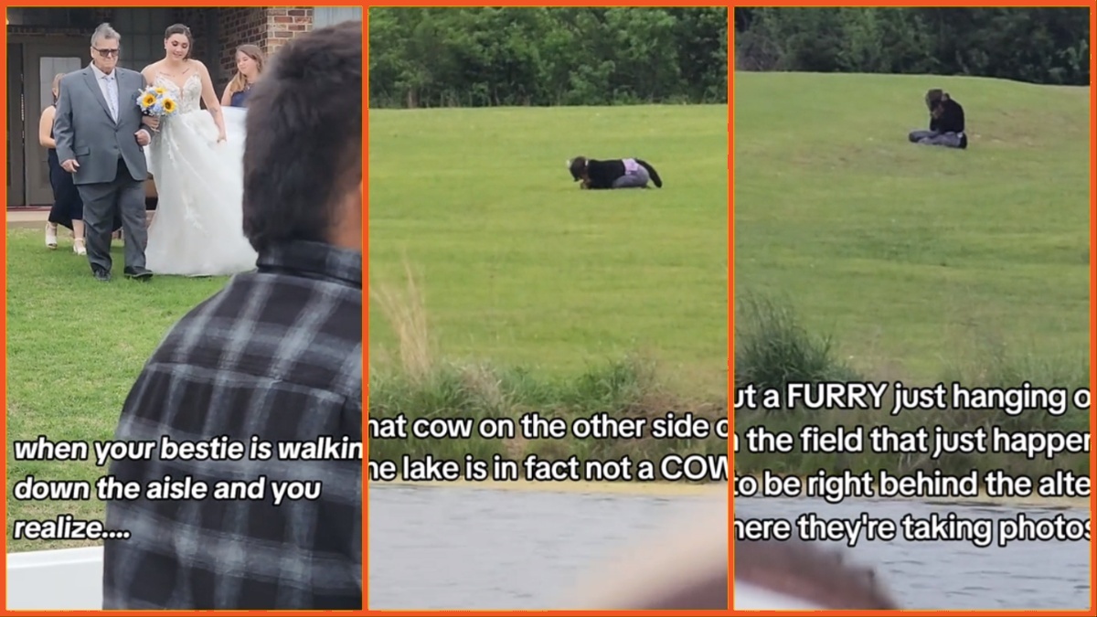 ‘This Might Be an Original Experience’: Wedding Gains Unexpected Guest ...