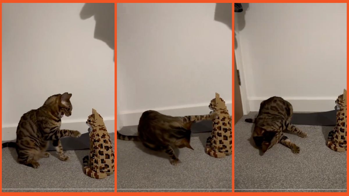 Lego Cat Creation Sends Baffled Bengal Into the Twilight Zone