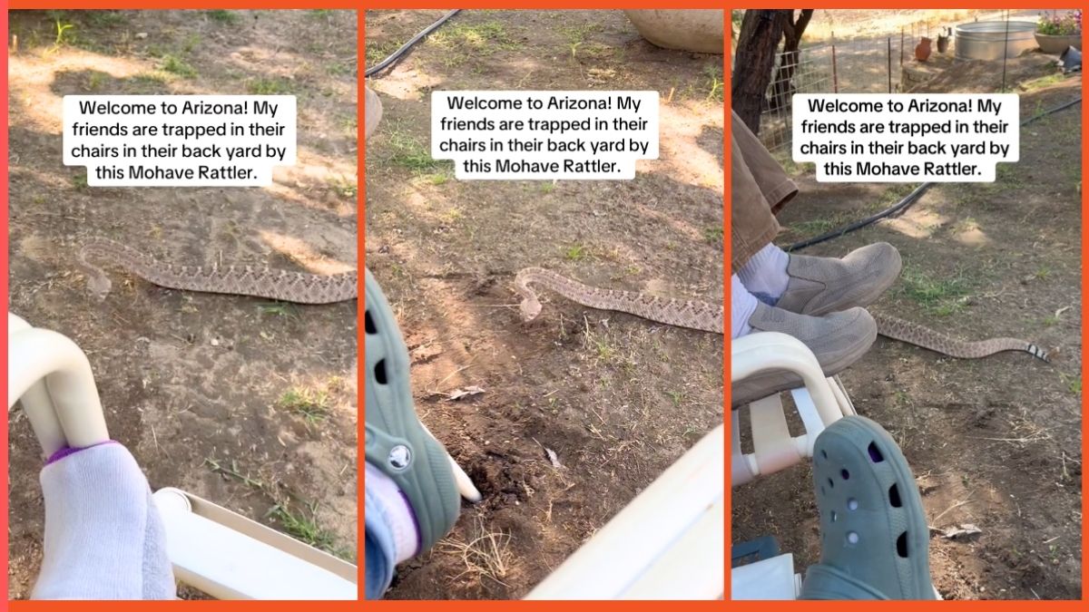 ‘The Nopest of Danger Noodles’: One of the World’s Deadliest Snakes ...