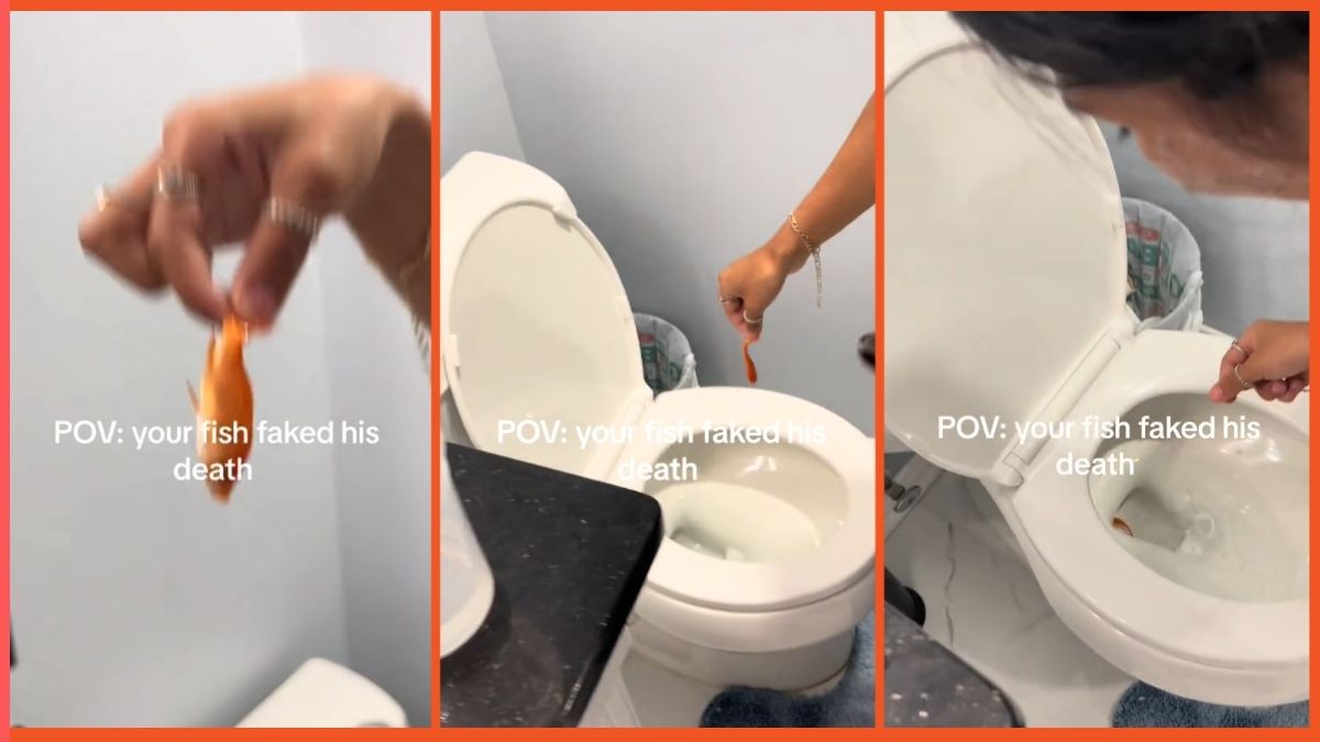 ‘He Had a Plan’: Woman Flushes Dead Goldfish Down the Toilet, Only To ...