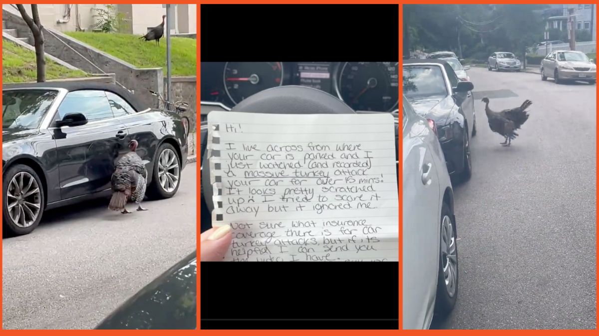 Massive Turkey Takes Issue With a Woman’s Car and Goes Absolutely Ham on It