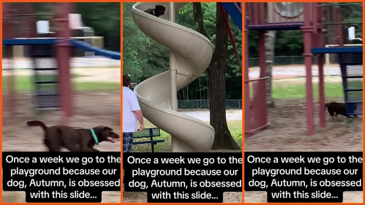 Dog Won’t Let Anyone Else Play in Public Playground After She Discovers ...