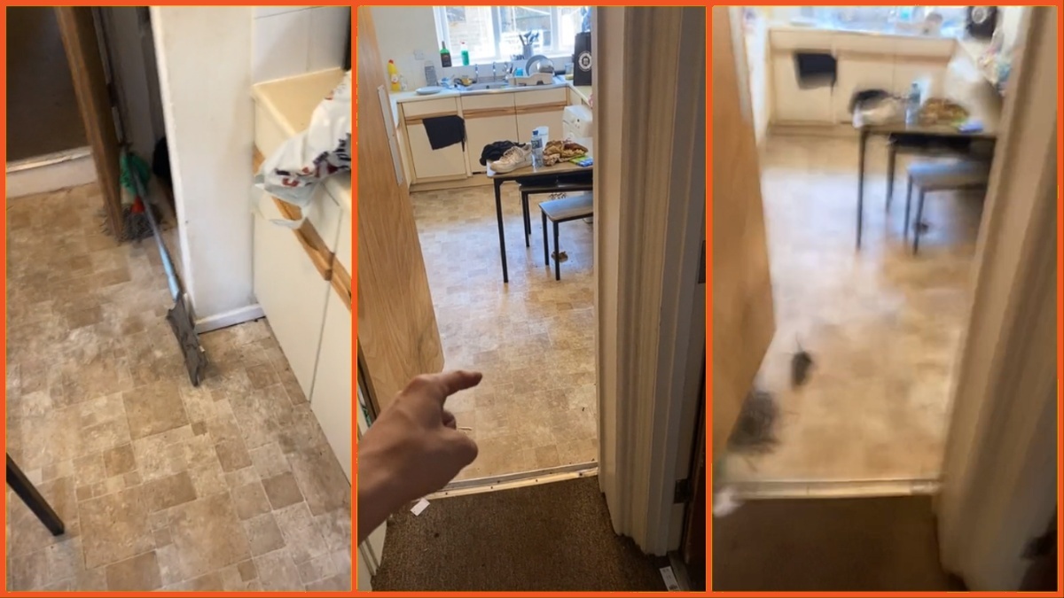 ‘He’s Just Looking For Ingredients’: Man Preps to Live out ‘Ratatouille ...