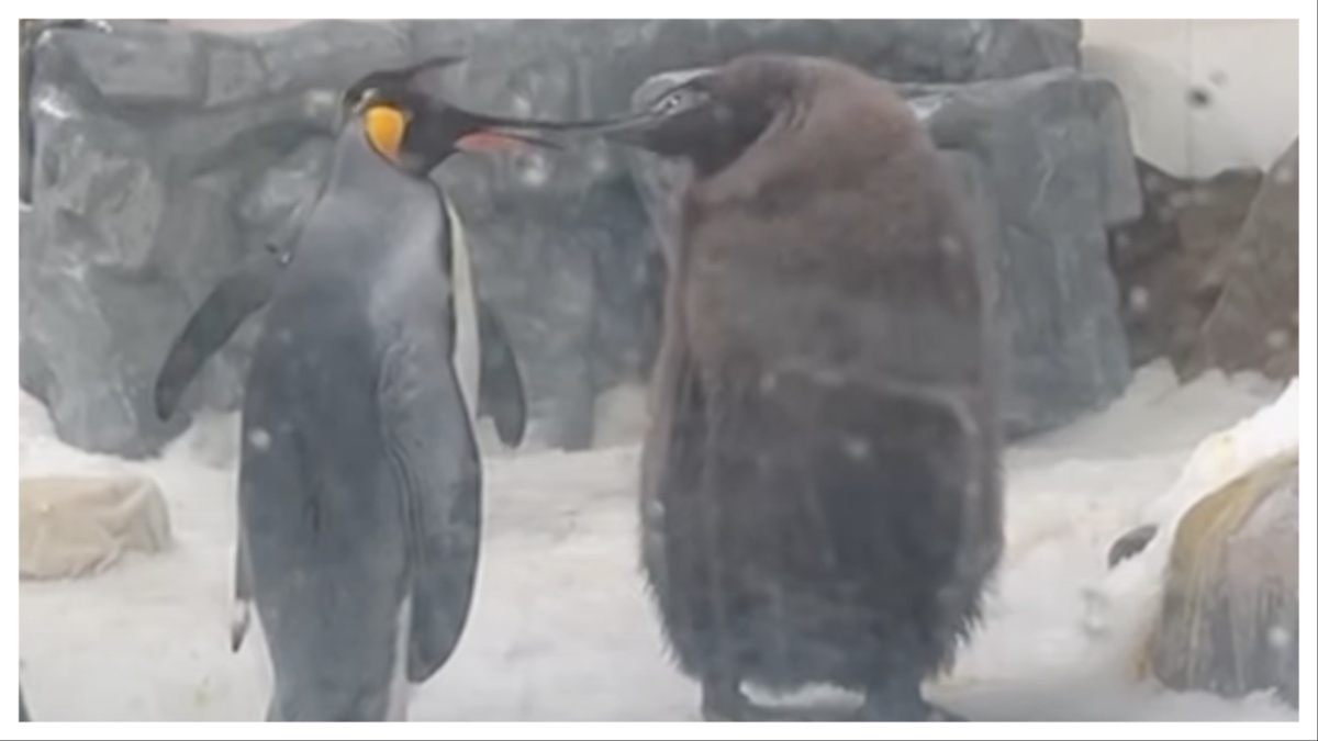 Why Is Pesto the Penguin So Big?