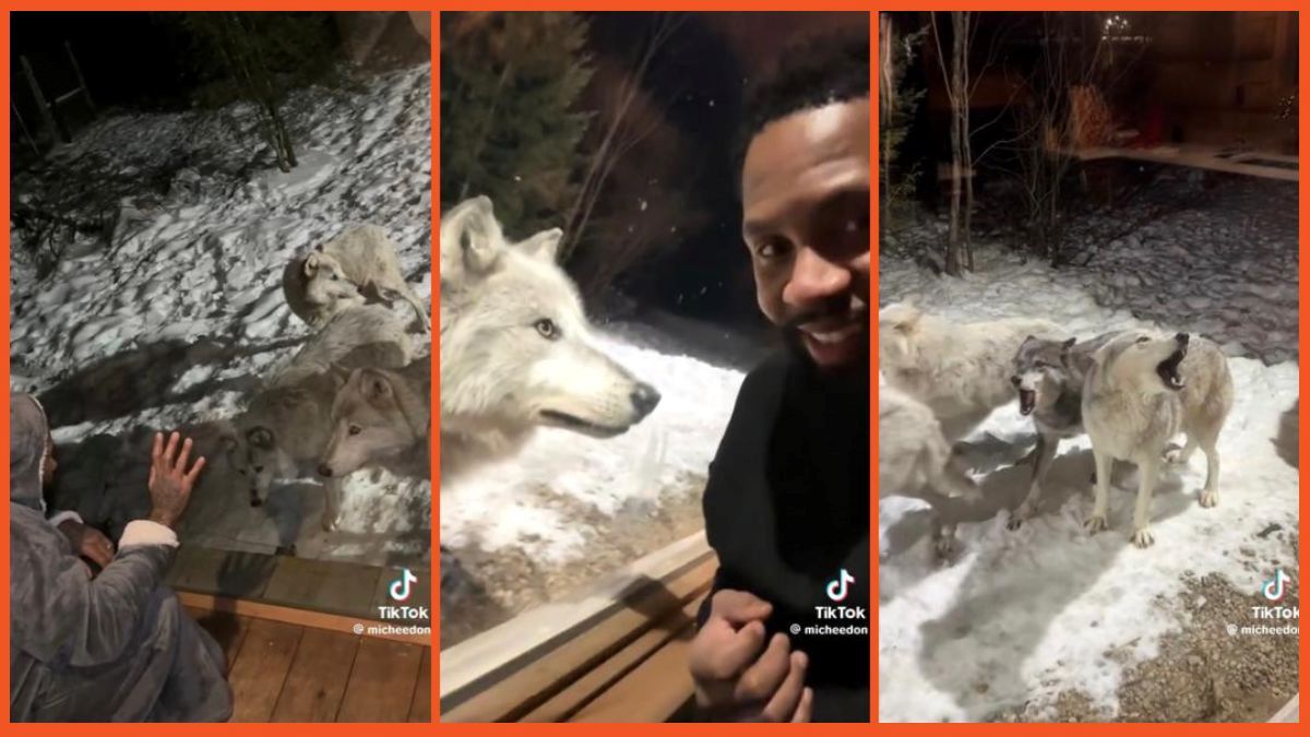 ‘Even the Wolves Were Shocked That Bro Was That Bold to Open the Door ...