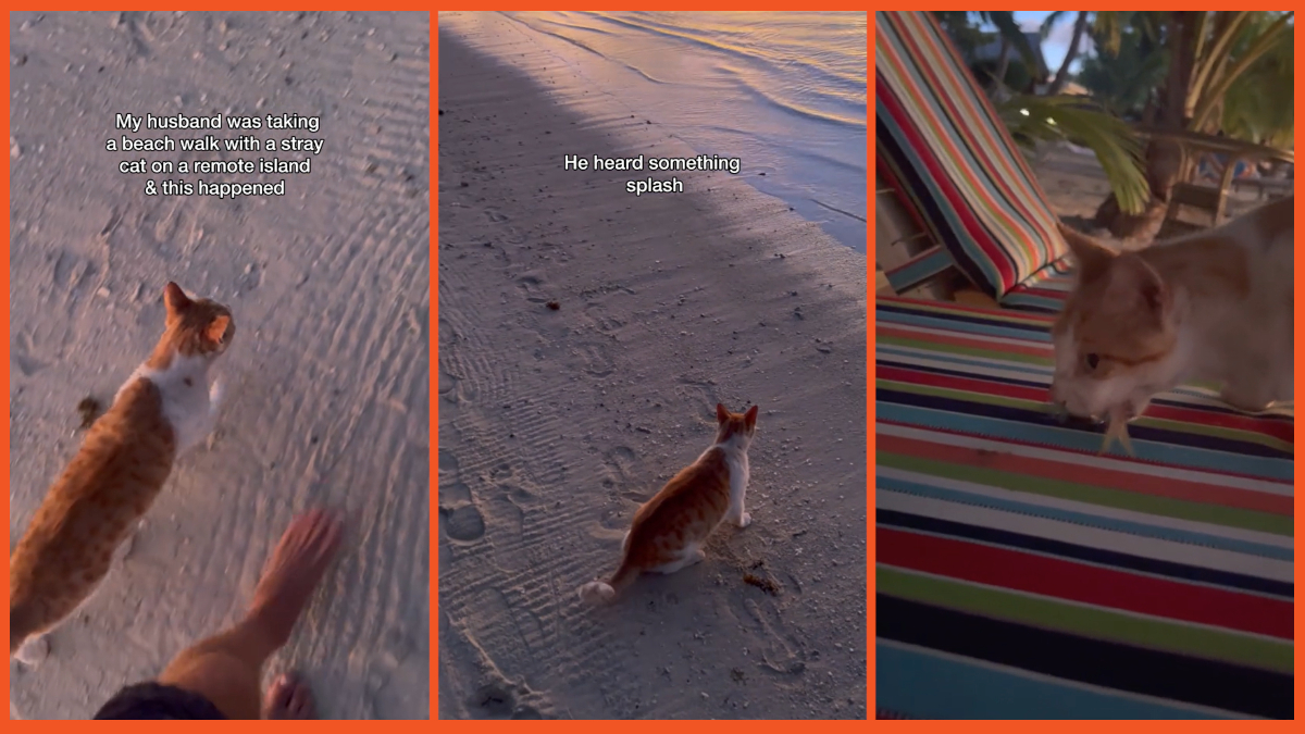'Forget farm to table': Beachside stray proves he don't need no man ...