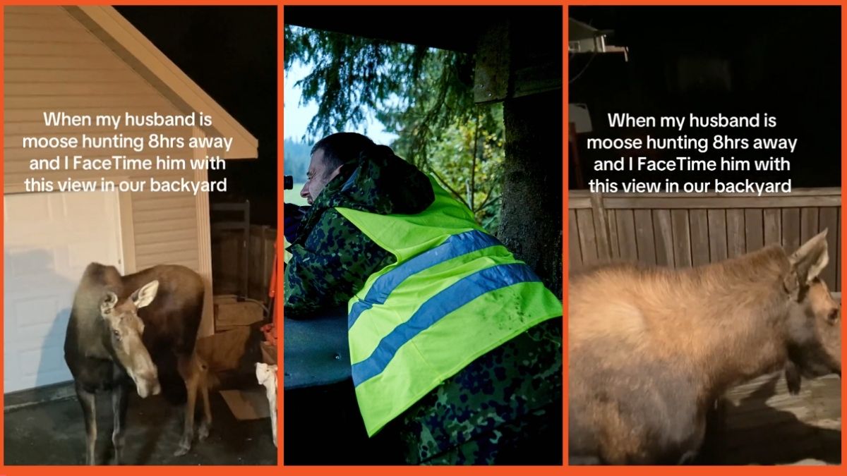 'He said 'I heard I was safe here': Man travels 8 hours to go moose ...